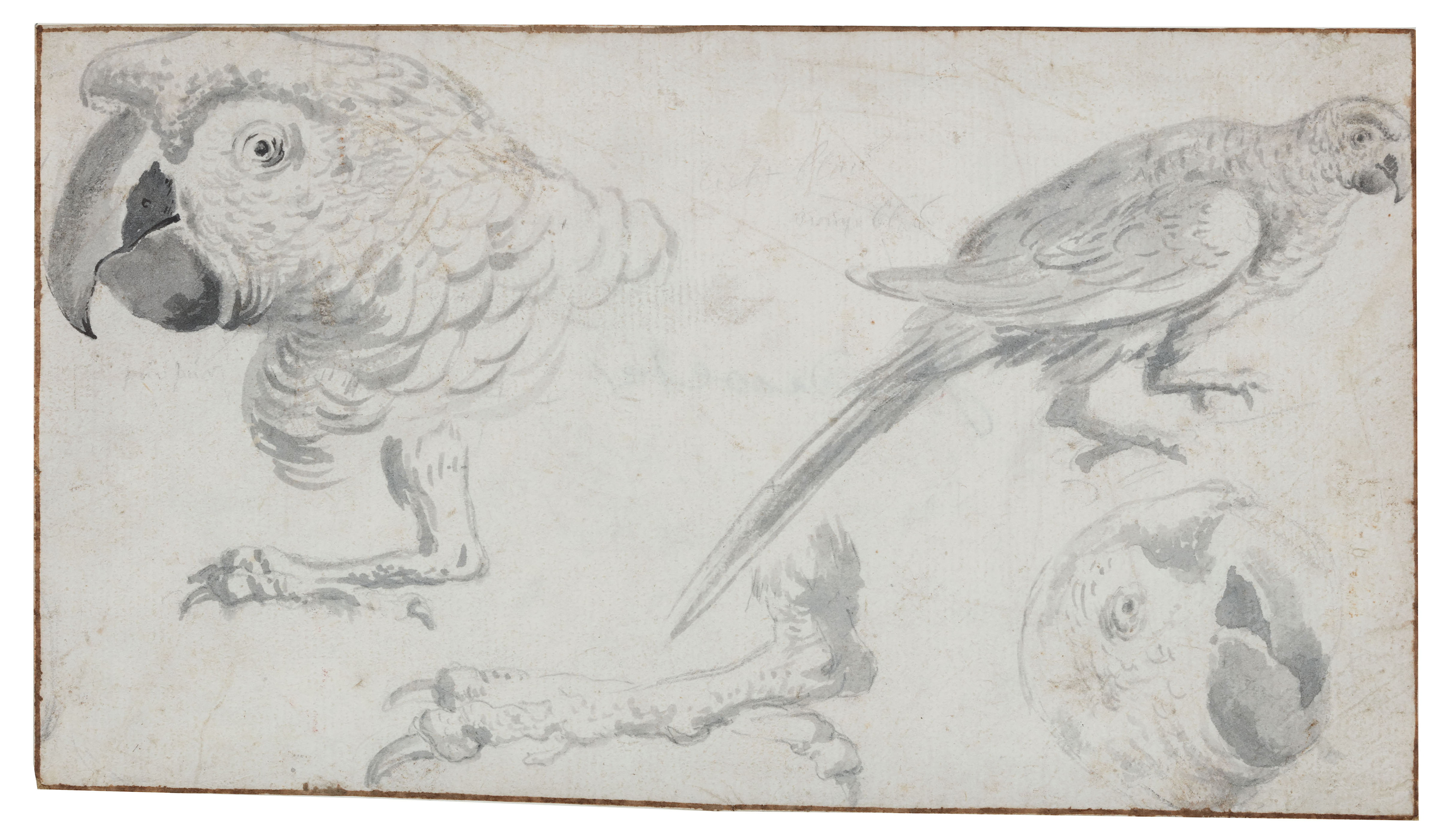 Jan Weenix (Amsterdam 1641-1719 Amsterdam) Studies of parrots ...